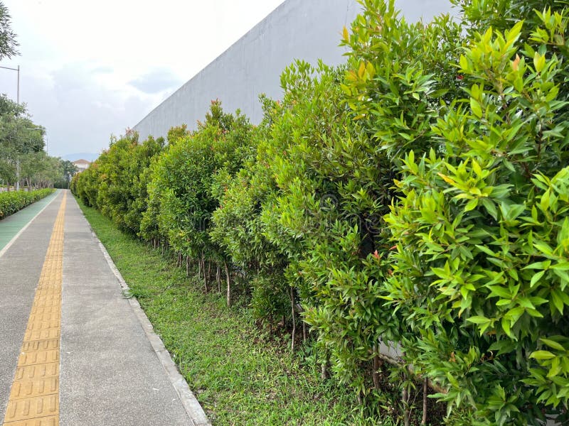 A Pathway Lined with Lush Green Shrubs beside a Concrete Wall Stock ...