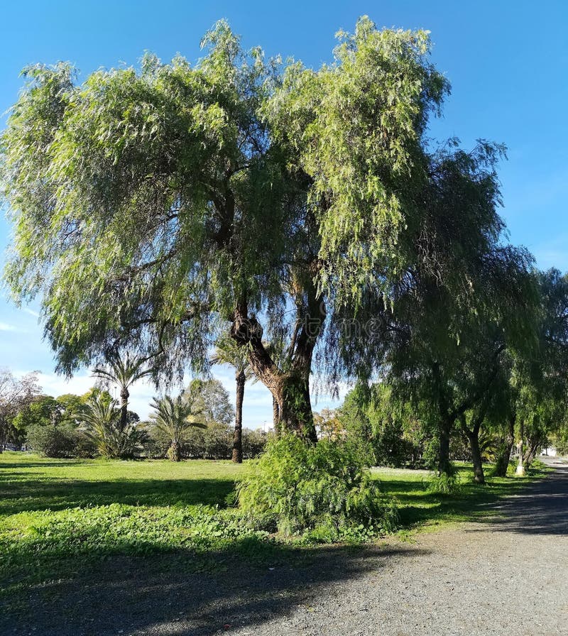 Trees by pathway stock photo. Image of park, outdoor - 133368552