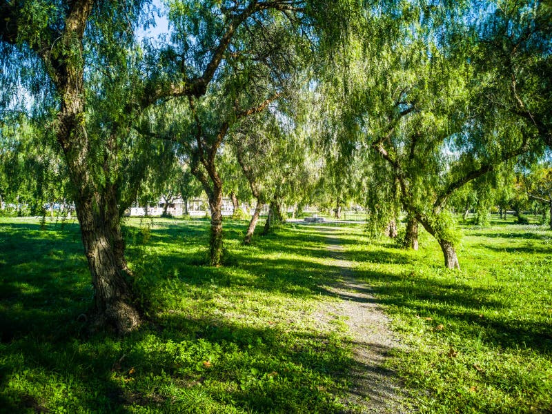 Trees by pathway stock image. Image of nature, pathway - 133612217