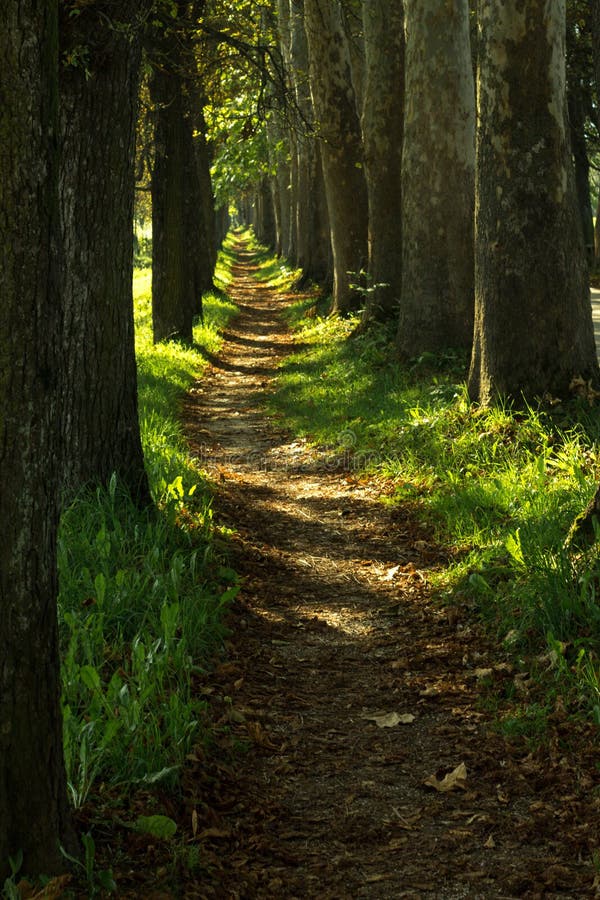 Pathway through the Lined Up Trees Stock Image - Image of daytime ...