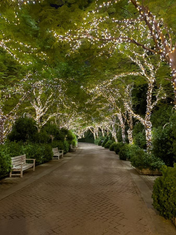 Pathway with Lit-up Trees on the Side Stock Image - Image of ...