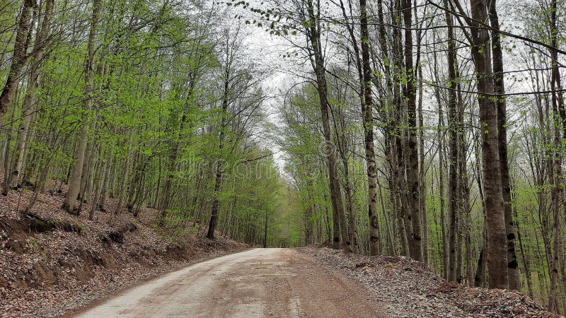 Pathway between Long Trees in a Forest Stock Image - Image of beautiful ...