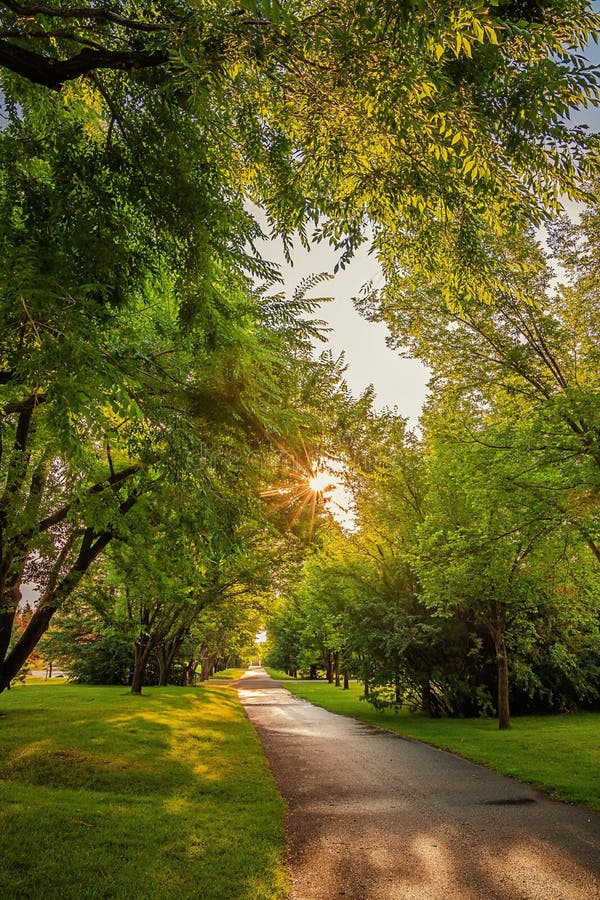 Pathway Among Greenery Lawn With Ornamental Trees In Outdoor Garden ...