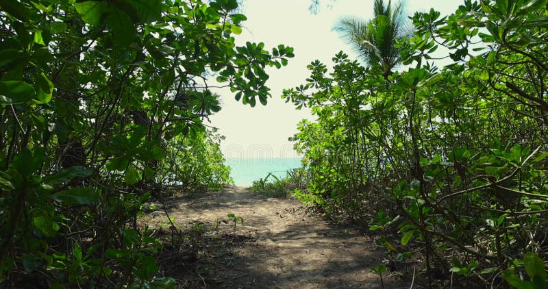 Pathway through Lush Greenery Leading To Stock Video - Video of route ...