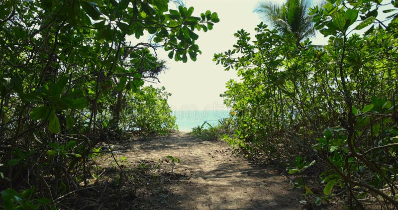 Pathway through Lush Greenery Leading To Stock Photo - Image of ...