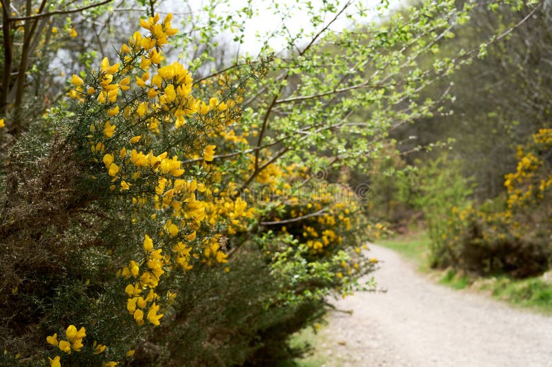 Pathway Lush Spring Forest Vibrant Yellow Flowers Bloom Stock Photos ...