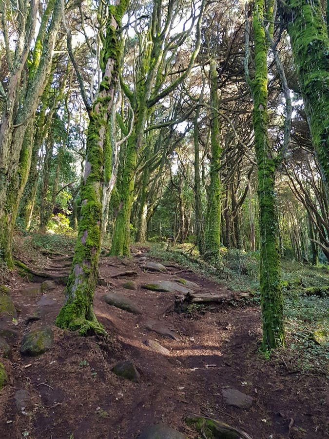 Pathway in Magical Forest with Trees Covered with Moss Stock Image ...
