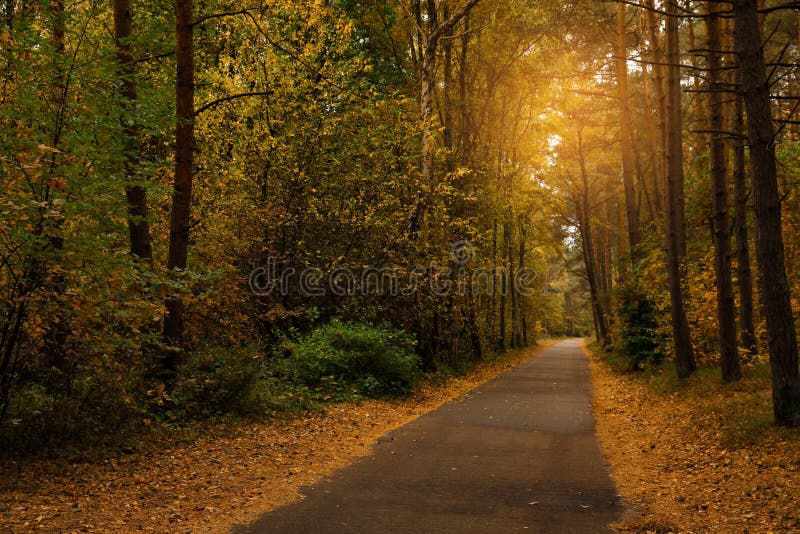 Pathway between Many Beautiful Trees in Autumn Park Stock Photo - Image ...