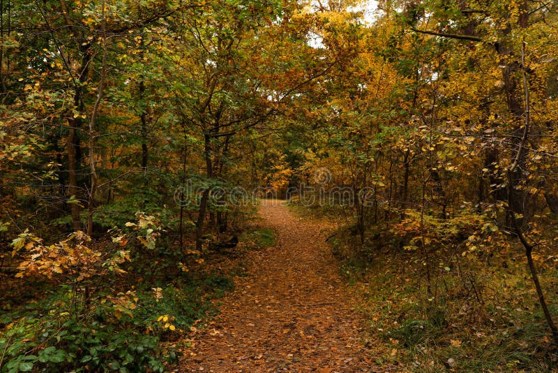 Pathway with Many Fallen Leaves between Beautiful Trees in Autumn Park ...