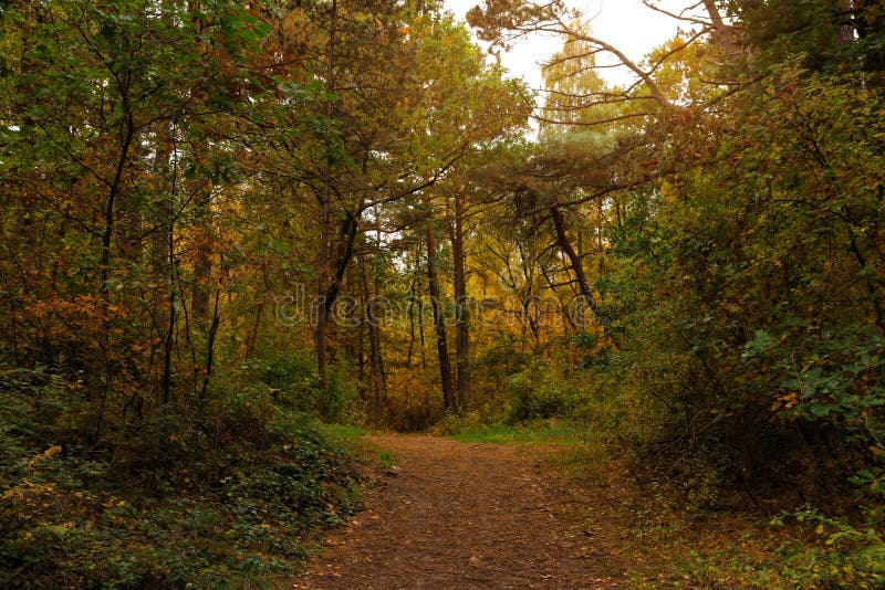 Pathway with Many Fallen Leaves between Beautiful Trees in Autumn Park ...