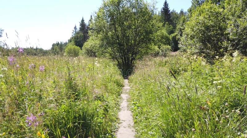 Pathway through the Meadow To the Tree with Green Foliage. Walking in ...