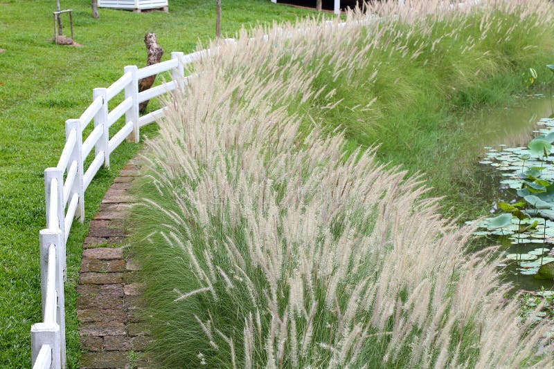 Pathway in Meadow with White Fence Stock Image - Image of green, grass ...