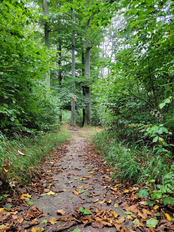 Pathway in the Middle of the Forest Stock Image - Image of natural ...