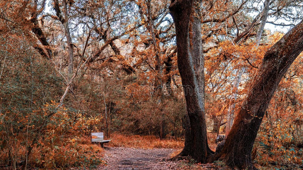 Pathway in the Middle of the Forest Stock Photo - Image of forest, wood ...