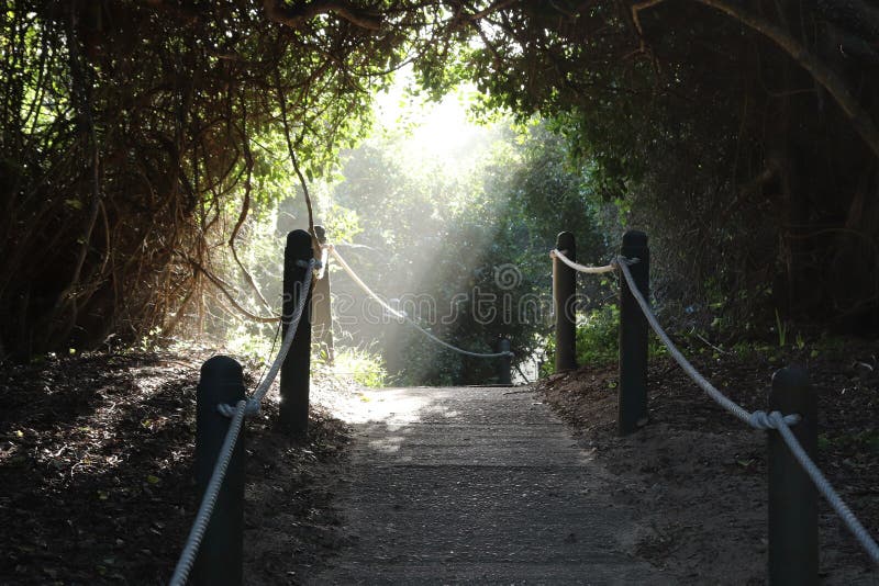 Pathway in the Middle of the Forest with Green Trees Stock Photo ...