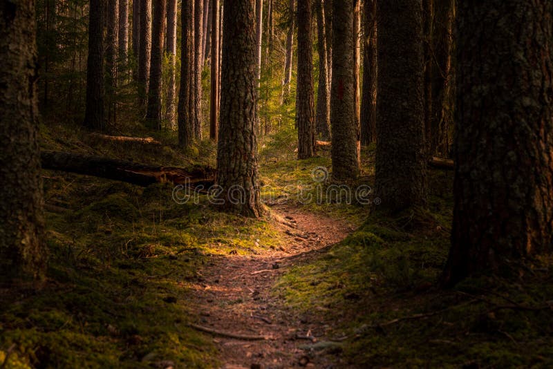 Pathway in the Middle of a Forest with Tall Trees - Great for a ...