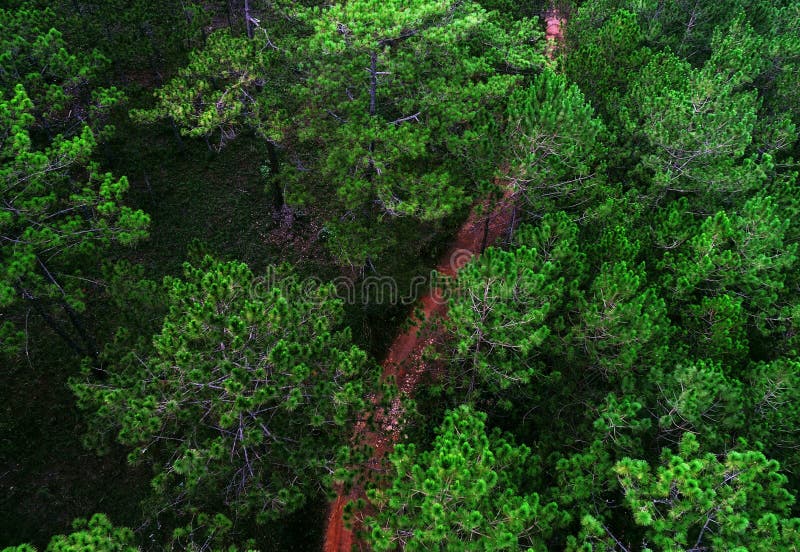 A Pathway in the Middle of a Pine Forest Stock Photo - Image of cold ...