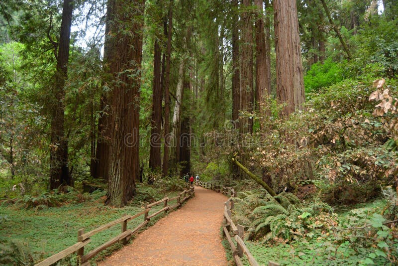 Pathway in the Middle of Tall Trees in the Forest with People in the ...