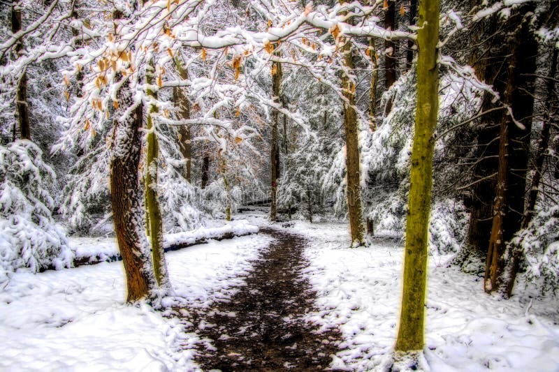 Pathway in the Middle of Trees Covered in Trees Stock Image - Image of ...