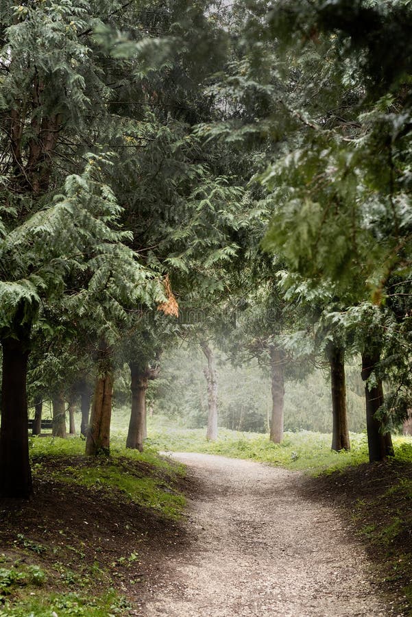Pathway in the Misty Pine Forest Stock Photo - Image of road, foliage ...