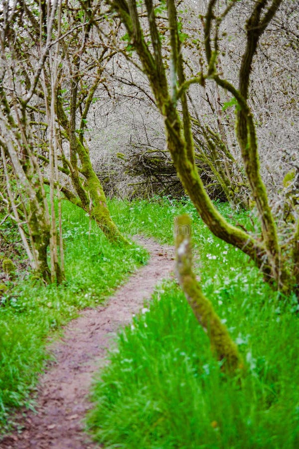 Pathway through a Moss-Covered Forest with Green Grass Stock Image ...