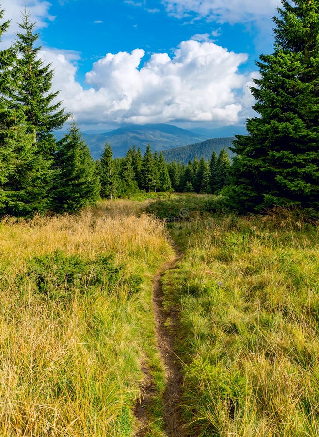 Mountain Pathway in Deep Forest Stock Image - Image of landscape, path ...