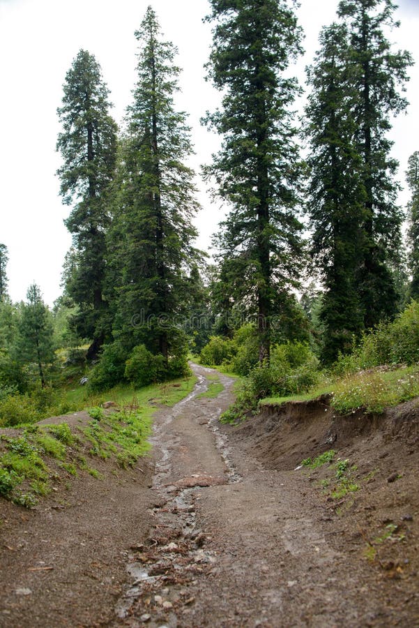 A Pathway into the Mountains in Nathia Gali, Abbottabad, Pakistan Stock ...
