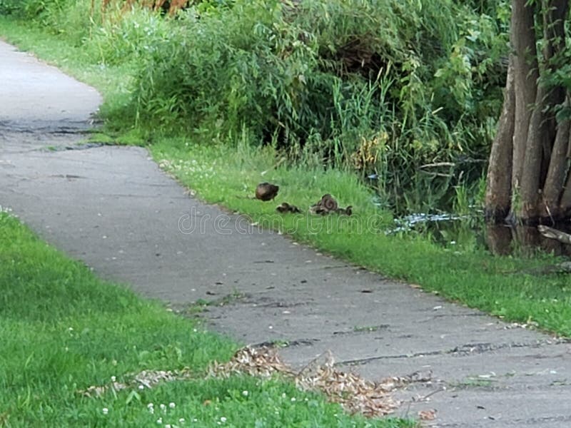 Pathway stock photo. Image of natural, nature, pathway - 171979782