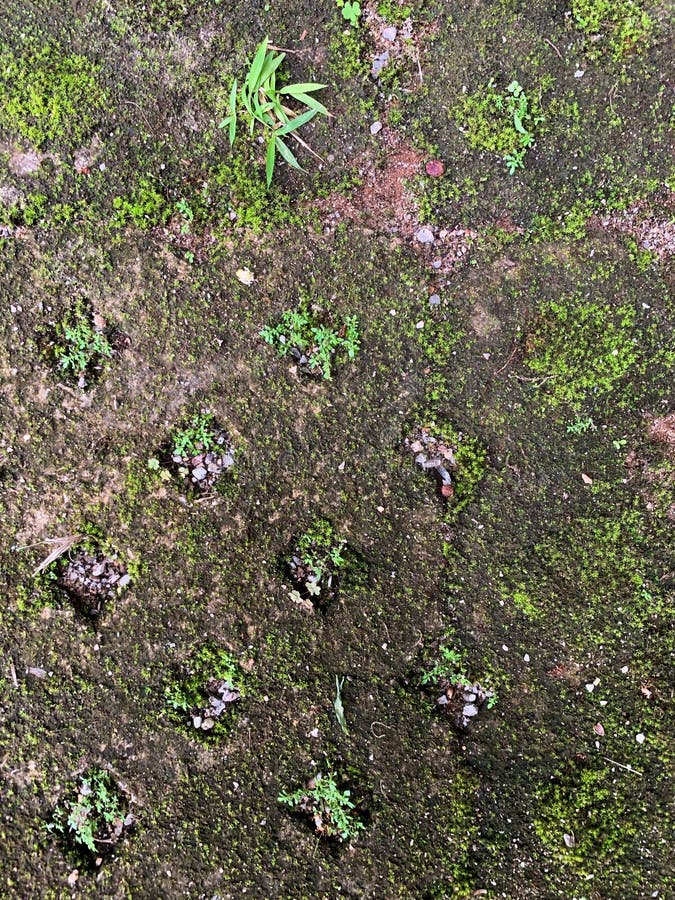 Pathway of a nature trail stock photo. Image of closeup - 155412276