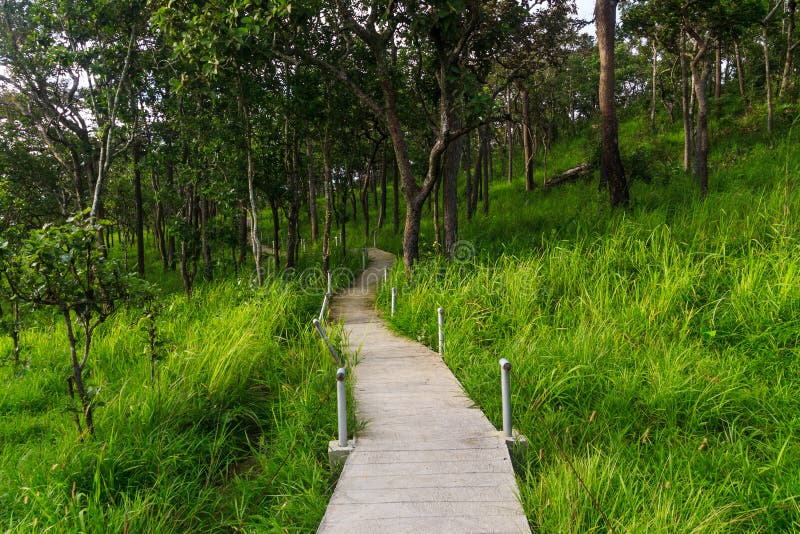 Pathway stock image. Image of nature, grass, move, plant - 43619087