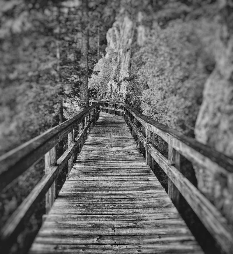 Pathway stock photo. Image of pathway, bear, lake, northern - 97658222