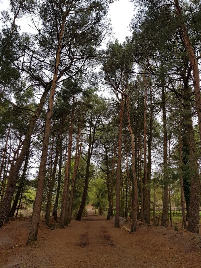 Pathway New Forest stock photo. Image of pathway, trees - 115064450