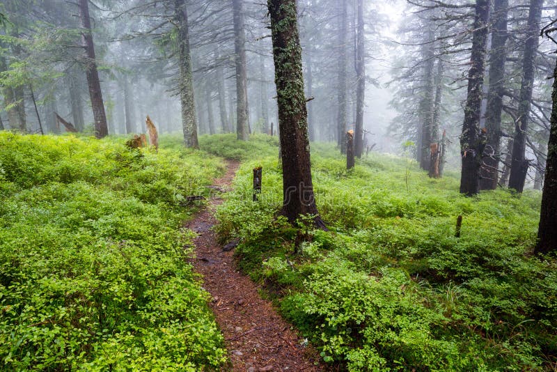 Pathway among Old Trees in Mist Stock Image - Image of path, nature ...