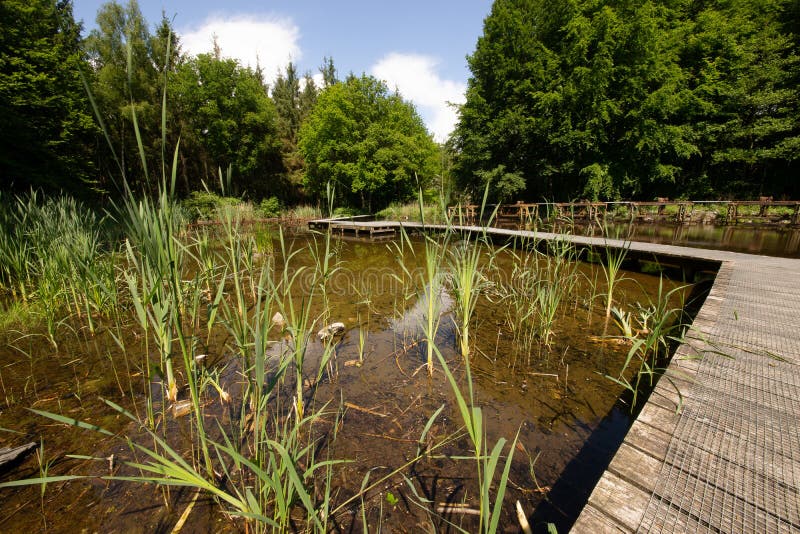 Pathway Over the Water with Grass Surrounded by Green Trees Stock Image ...