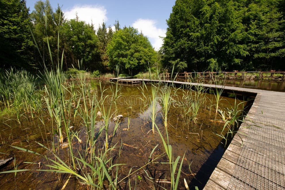 Pathway Over the Water with Grass Surrounded by Green Trees Stock Image ...