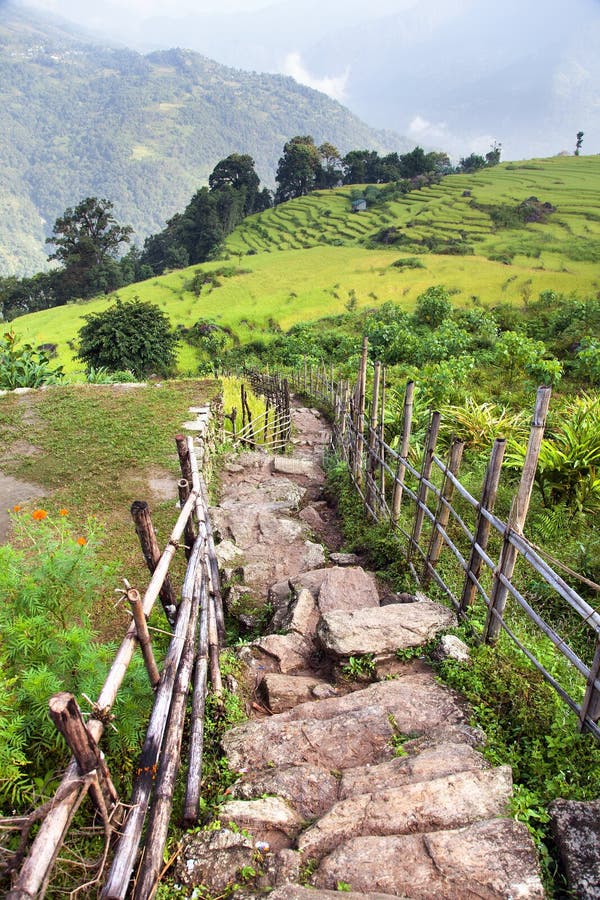 Pathway and Paddy Field, Himalayan Foreland Stock Photo - Image of ...