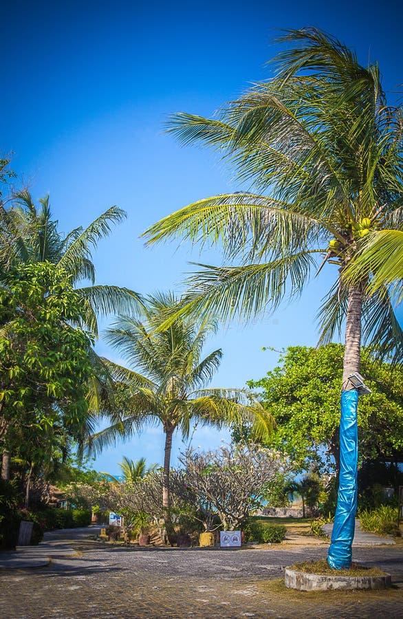 Pathway Palm Tree To Samui Beach Stock Photos - Free & Royalty-Free ...