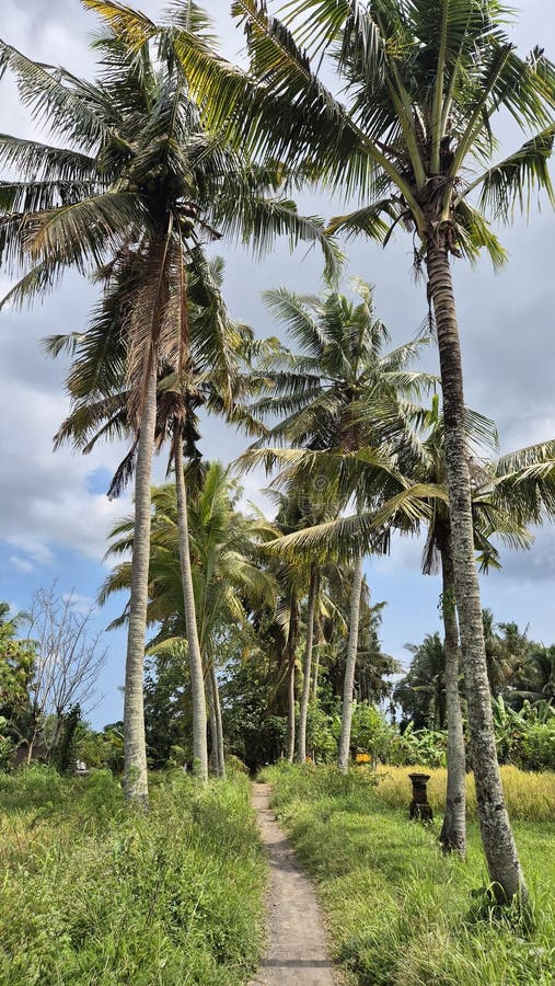 Pathway through the Palm Trees on Bali Rice Fields, Campuhan Ridge ...