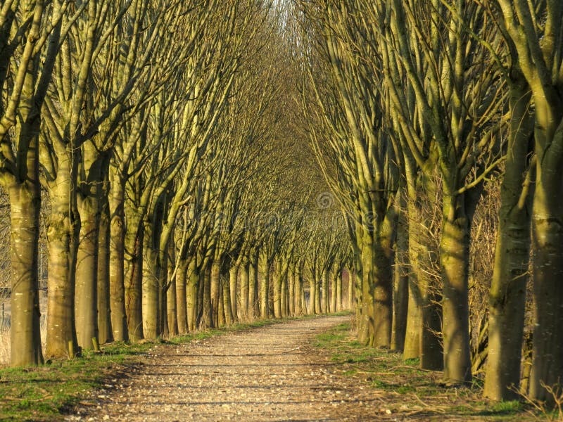 Pathway in the Park with Allee Trees with Sunlight Stock Image - Image ...