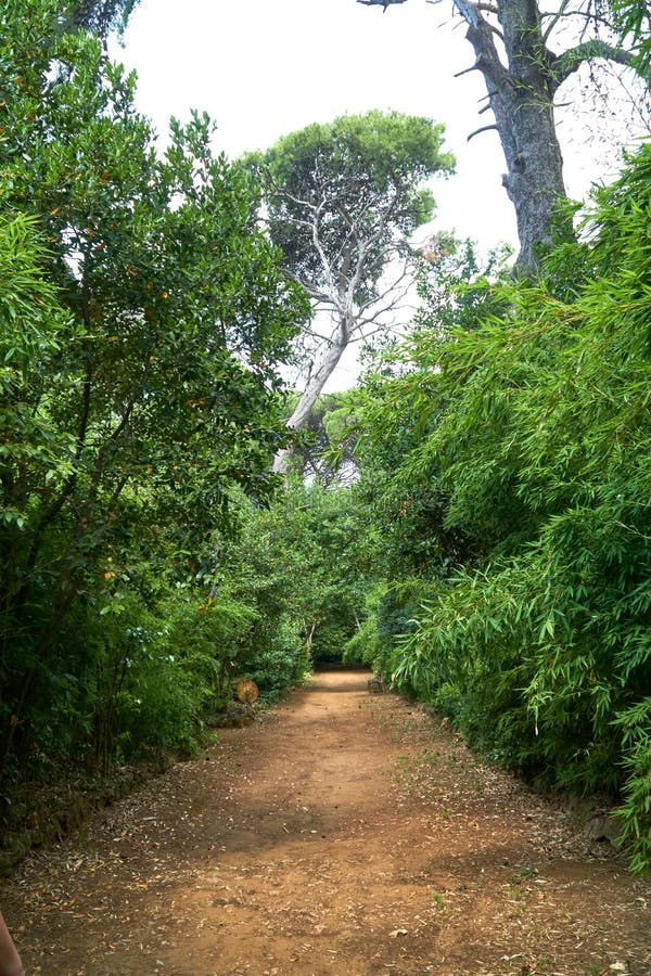 Pathway in park stock image. Image of trees, passage - 134513003