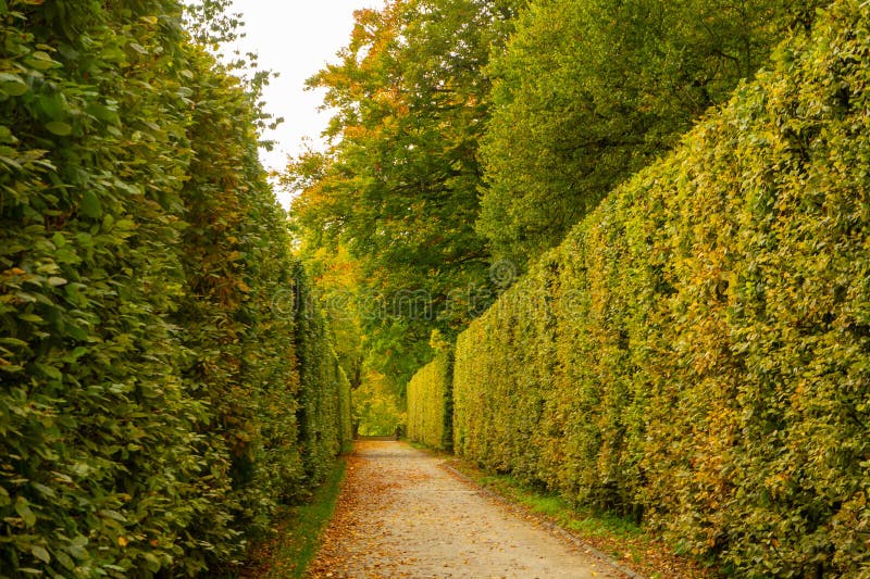 A Pathway through a Park with a Hedge-lined Trees Stock Image - Image ...