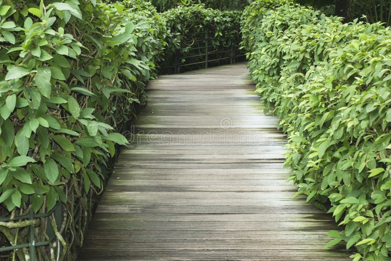 Pathway in park stock photo. Image of fresh, plant, flora - 110865160