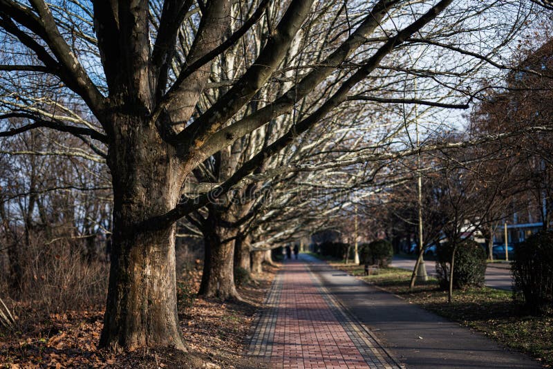 Pathway in a Park with Trees Stock Image - Image of pavement, leaf ...