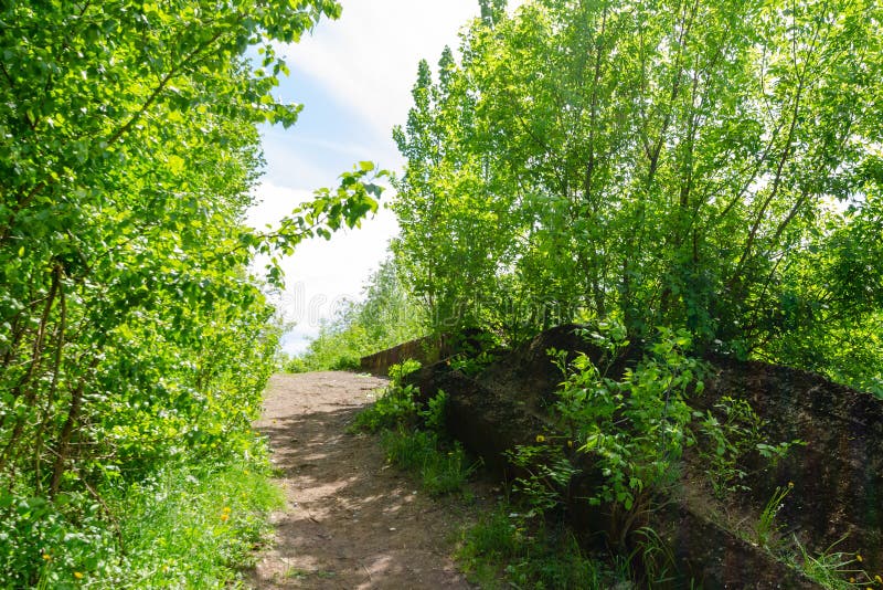 Pathway Passing through Green Shrubs Stock Photo - Image of nature ...