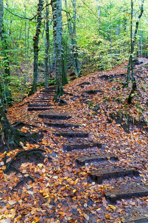 Pathway stock image. Image of nature, trees, leaves - 103947011