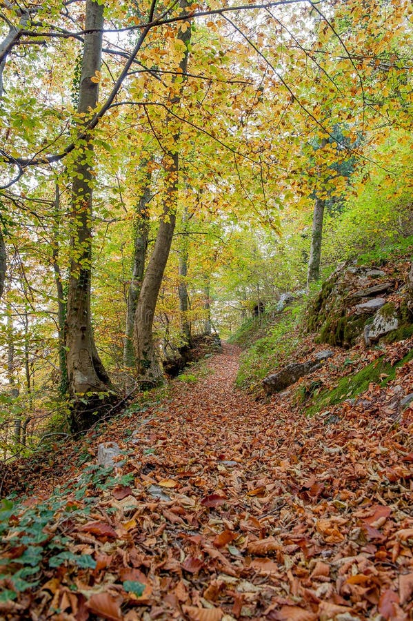Pathway stock image. Image of oxygen, destination, woods - 104883965