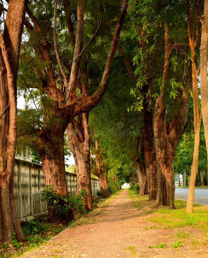 Pathway stock photo. Image of plant, trunk, path, route - 51847522