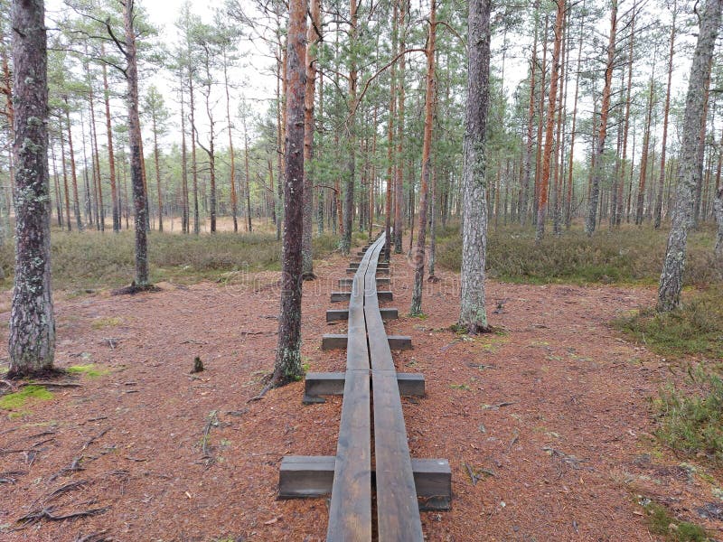 Estonian Bogs Stock Photos - Free & Royalty-Free Stock Photos from ...