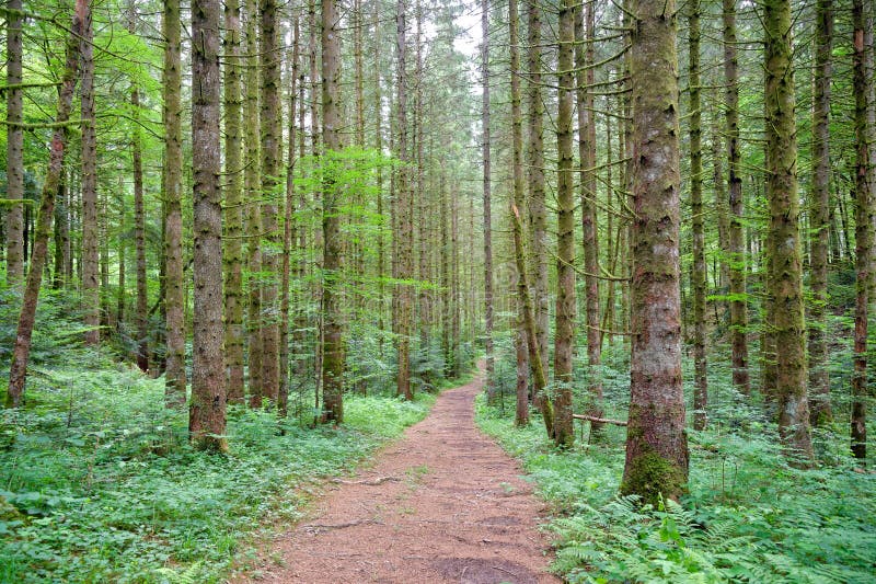 Pathway in a pine forest stock image. Image of wilderness - 304501775