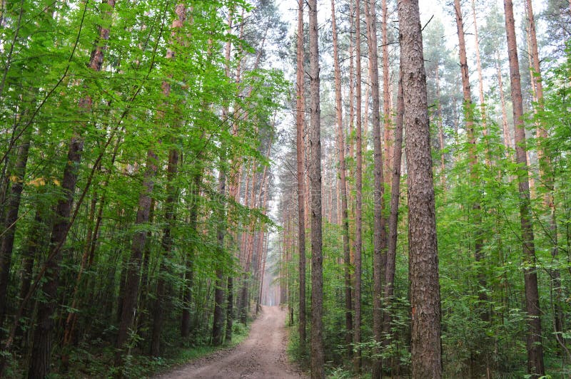 Pathway in the pine forest stock image. Image of trunks - 74732217